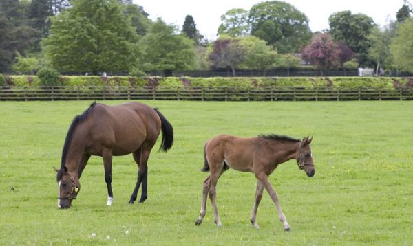 Justin Carthy's new role - The Phoenix Magazine